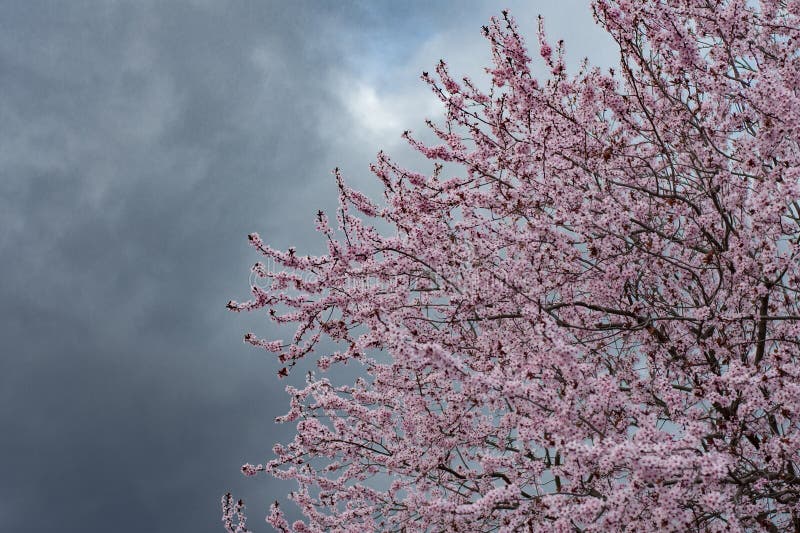 Pink Cherry Blossom Tree Against a Stormy Sky Stock Photo - Image of ...