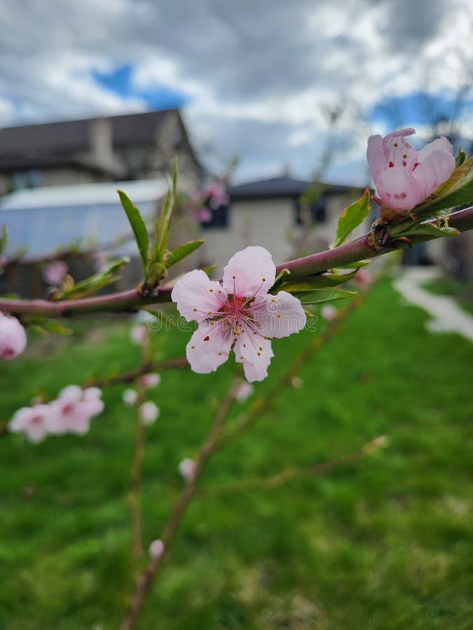 Pink Cherry Blossom on a Tree Branch Stock Photo - Image of cherry ...