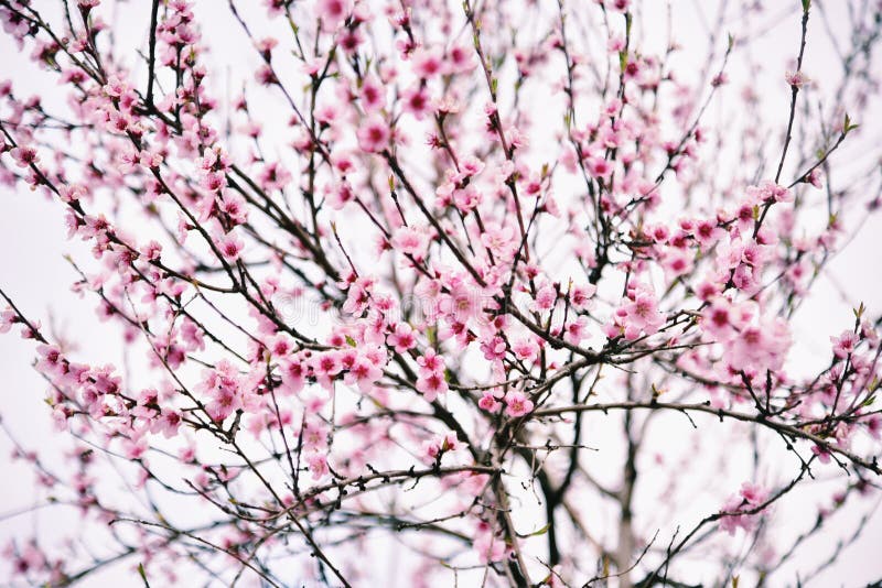 Pink Cherry Blossom Tree Branches Against Clear Sky Stock Image - Image ...
