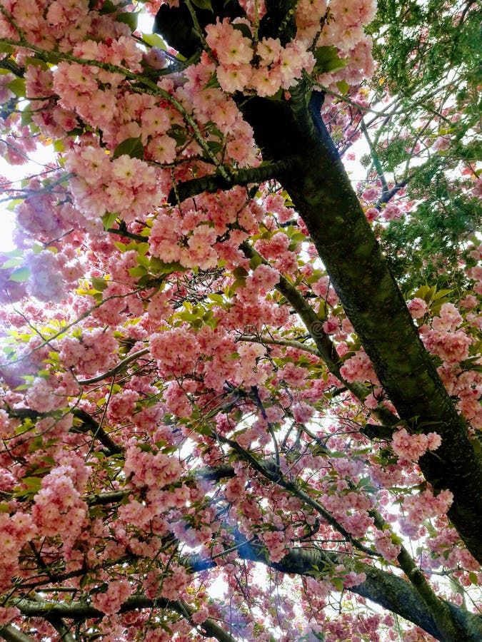 Pink Cherry Blossom Tree Branches Stock Image - Image of full, shinning ...
