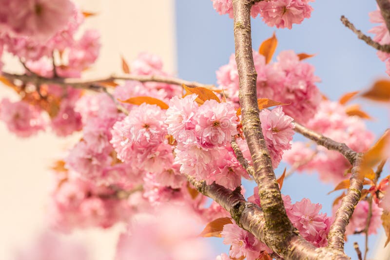 Pink Cherry Blossom Tree in Early Spring.. Stock Photo - Image of plant ...