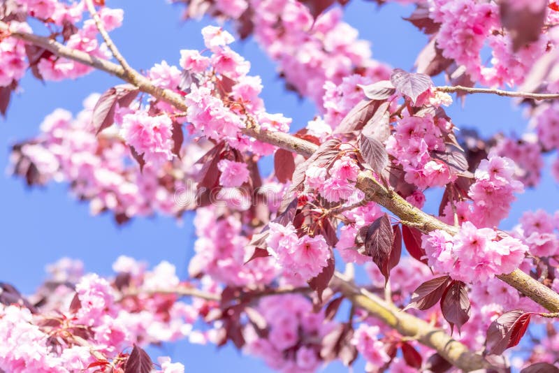 Pink Cherry Blossom Tree, Sakura in Sun Spring Day Stock Photo - Image ...