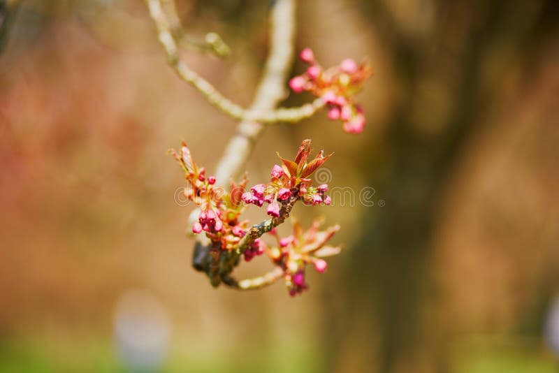 Pink Cherry Blossom Tree Starting To Bloom on a Spring Day Stock Photo ...