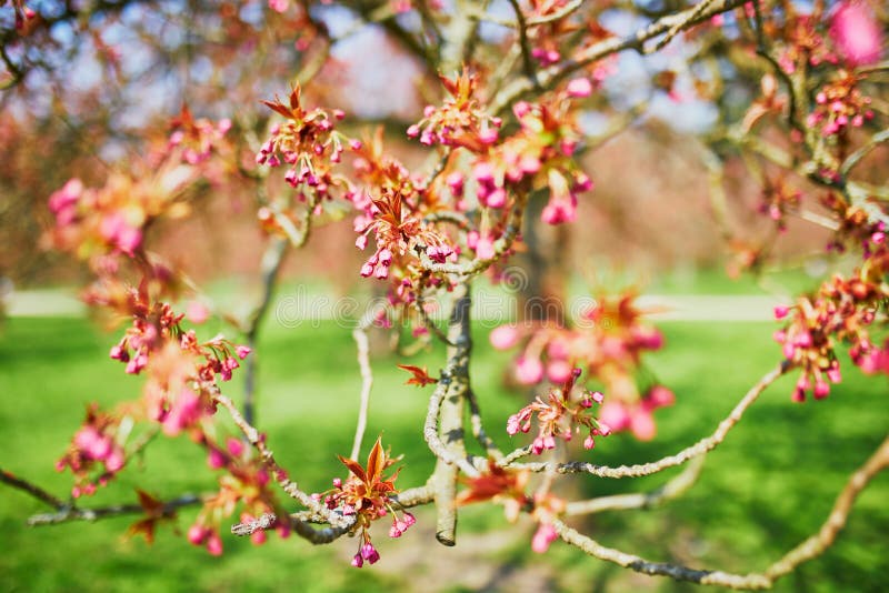 Pink Cherry Blossom Tree Starting To Bloom on a Spring Day Stock Photo ...