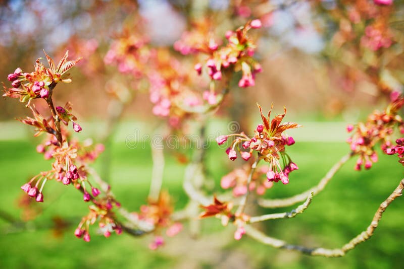 Pink Cherry Blossom Tree Starting To Bloom on a Spring Day Stock Image ...