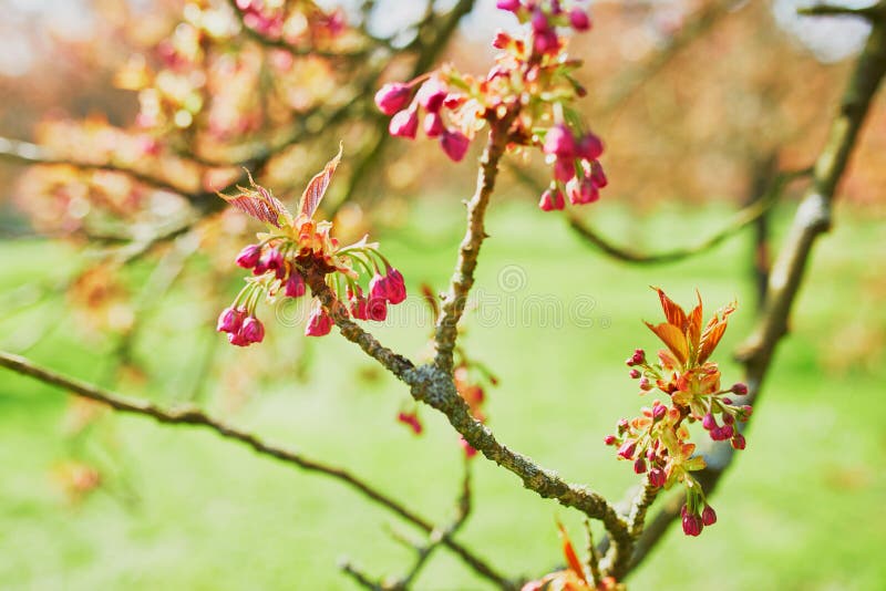 Pink Cherry Blossom Tree Starting To Bloom on a Spring Day Stock Image ...