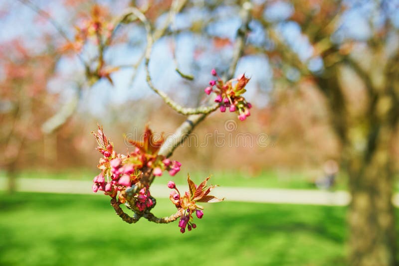 Pink Cherry Blossom Tree Starting To Bloom on a Spring Day Stock Image ...