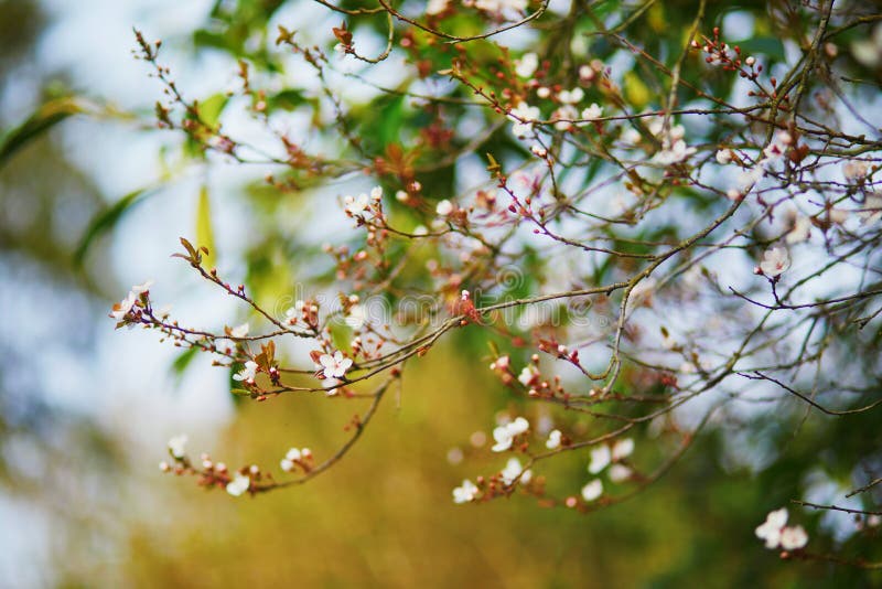 Pink Cherry Blossom Tree Starting To Bloom on a Spring Day Stock Photo ...