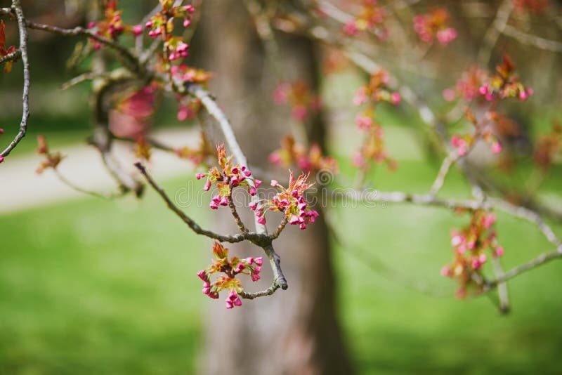 Pink Cherry Blossom Tree Starting To Bloom on a Spring Day Stock Image ...