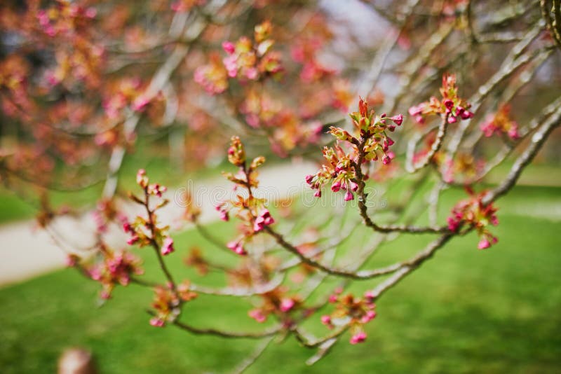 Pink Cherry Blossom Tree Starting To Bloom on a Spring Day Stock Photo ...