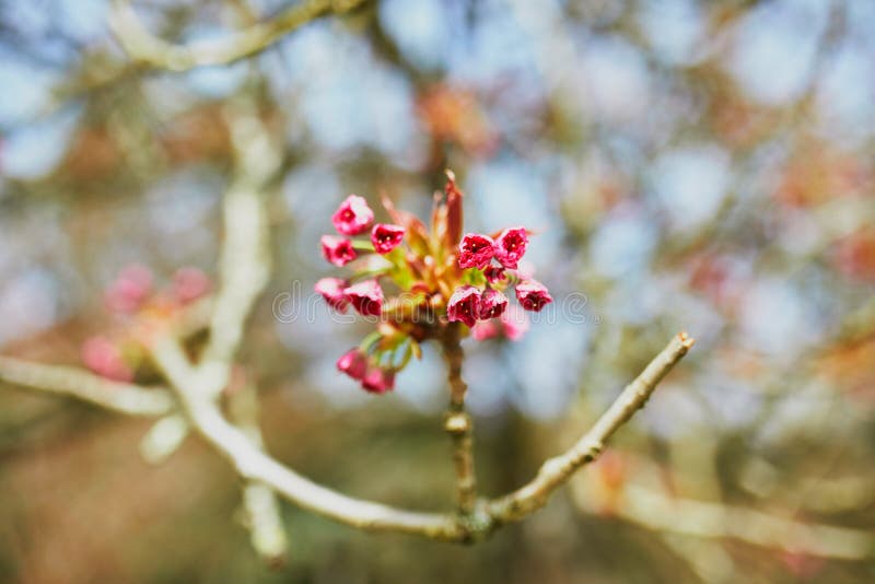Pink Cherry Blossom Tree Starting To Bloom on a Spring Day Stock Image ...