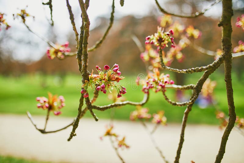 Pink Cherry Blossom Tree Starting To Bloom on a Spring Day Stock Image ...