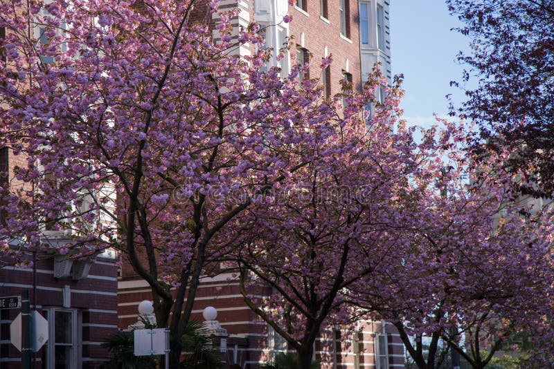 Pink Cherry Blossom Trees Modern City Stock Photo - Image of tree ...