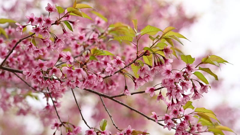 Pink Cherry Blossom or Wild Himalayan Cherry Blossom Flower Bunch ...