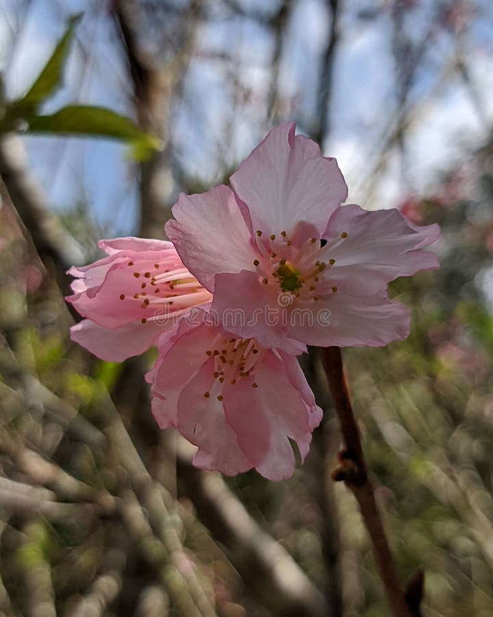 Pink Cherry blossoms stock image. Image of naturephotography - 262211945