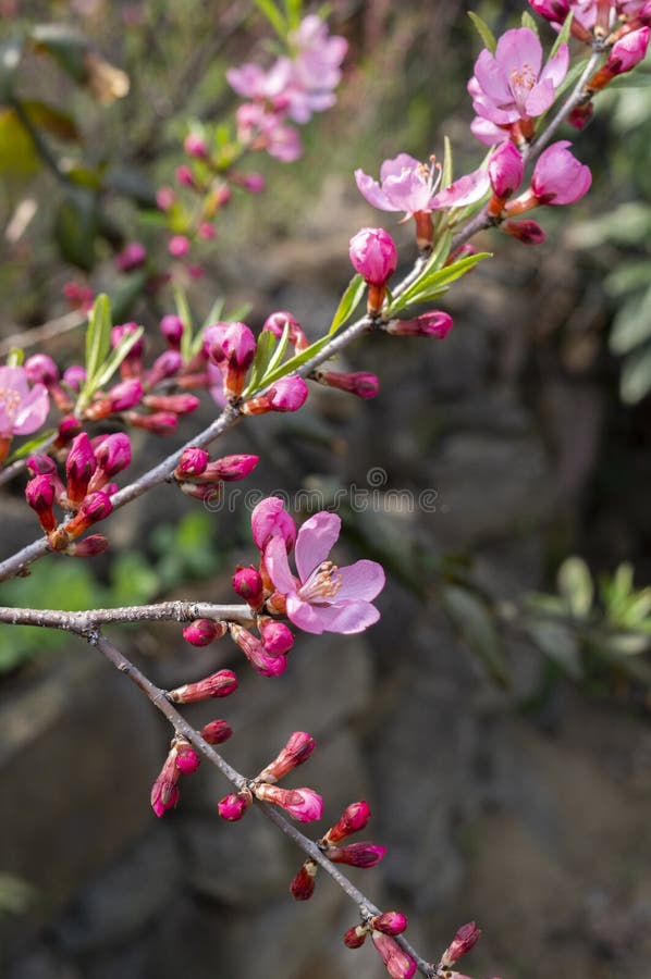 Pink Cherry Blossoms on a Branch. Spring Time Stock Image - Image of ...