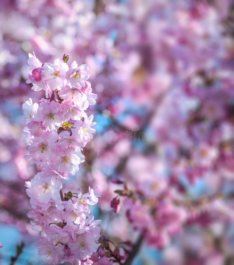 Pink cherry blossoms stock image. Image of botany, cherry - 218614289