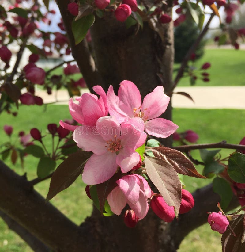 Pink cherry blossoms stock image. Image of open, cherry - 70529779