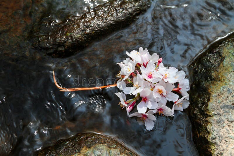 Pink Cherry Blossoms Float on the Water Surface Stock Photo - Image of ...