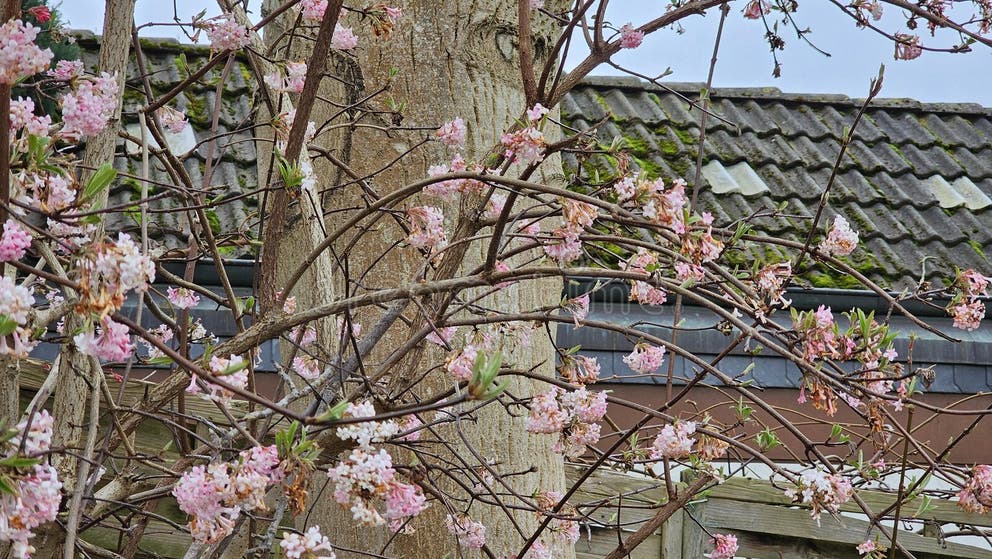 Pink Cherry Blossoms in Full Bloom on a Tree in the Garden Stock Image ...
