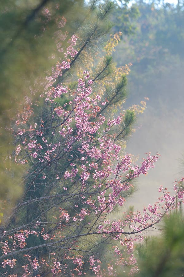 Pink Cherry Blossoms and Green Pine Trees Stock Image - Image of ...