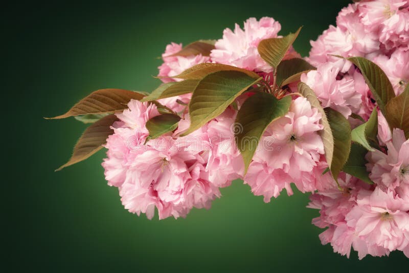 Pink Cherry Blossoms on Green Studio Background Stock Photo - Image of ...