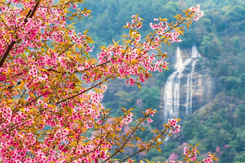 Pink Cherry Blossoms on the Mountain Waterfalls Stock Image - Image of ...
