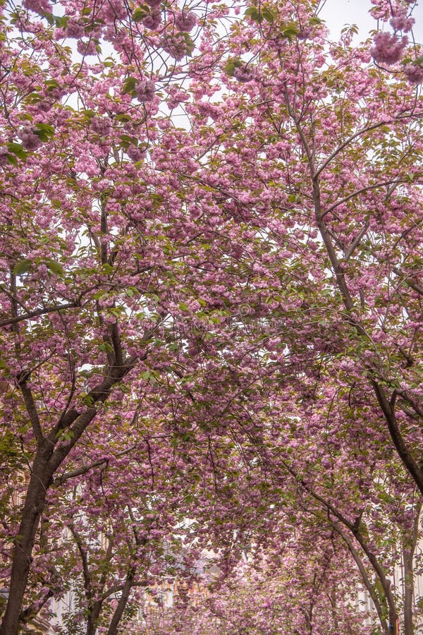 Pink Cherry Blossoms in the Old Town of Bonn Stock Photo - Image of ...