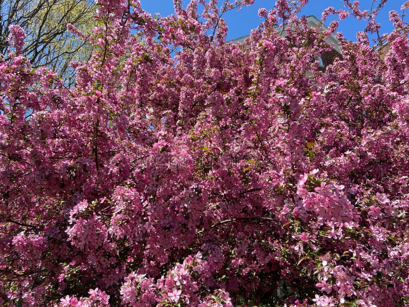 Pink Cherry Blossoms in Spring in April Stock Image - Image of flowers ...