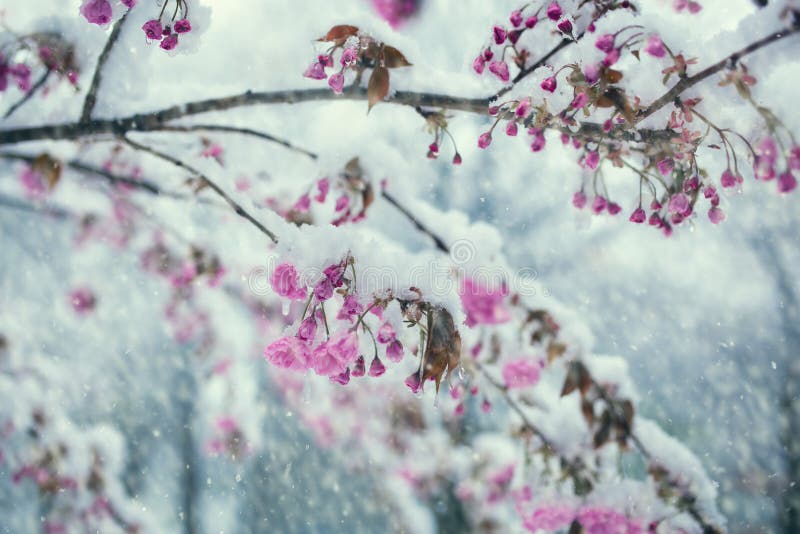 Pink Cherry Blossom Tree Covered with Unexpected Heavy Snow Stock Image ...