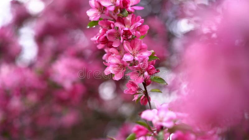 Pink Cherry Branches Sway in the Wind. Blooming Sakura in Spring Stock ...