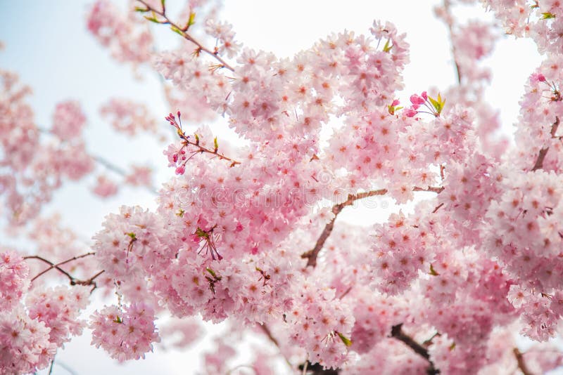 Pink Cherry Flower Background Stock Photo - Image of delicate ...