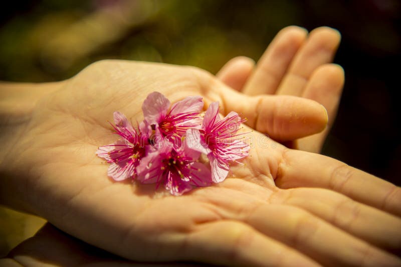Flowers hand 2 stock image. Image of comforting, choice - 6535373