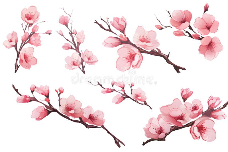 Pink Cherry Flower Illustrations on White or Transparent Background ...