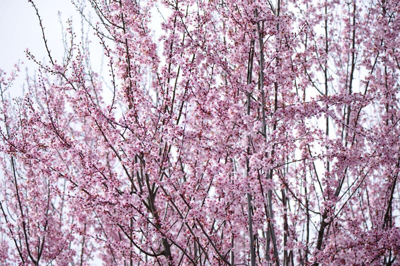Pink cherry flowers stock photo. Image of springtime - 10566524