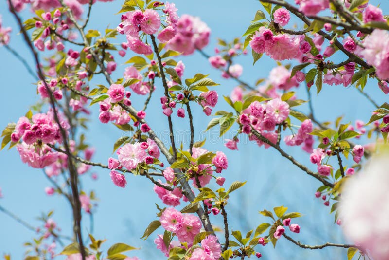 Pink Cherry Flowers Blooming Stock Photo - Image of leaf, natural: 69227818