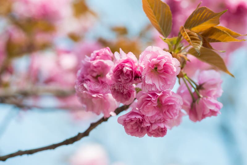 Pink Cherry Flowers Blooming Stock Image - Image of spring, beauty ...