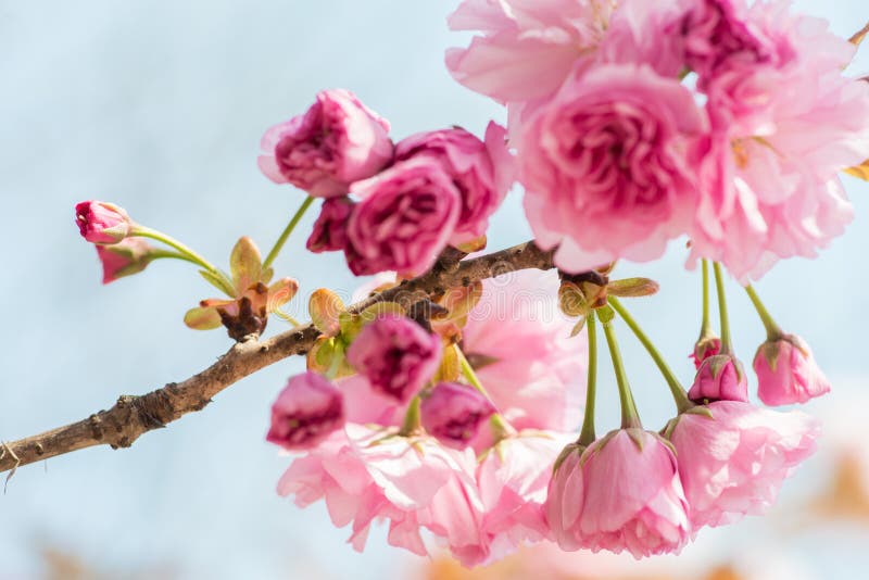 Pink Cherry Flowers Blooming Stock Image - Image of stem, close: 69228177