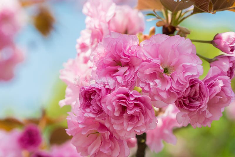 Pink Cherry Flowers Blooming Stock Image - Image of blooming, blossom ...