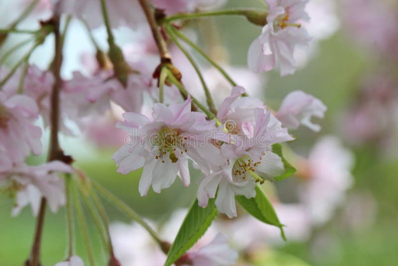 Pink Cherry flowers stock photo. Image of tree, branch - 103545786