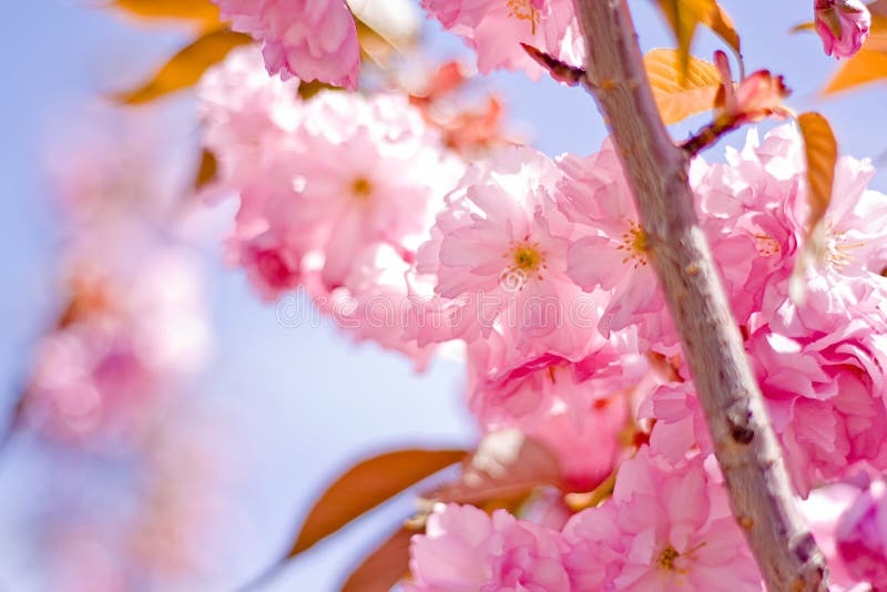 Pink cherry flowers stock image. Image of botany, orchard - 110192597