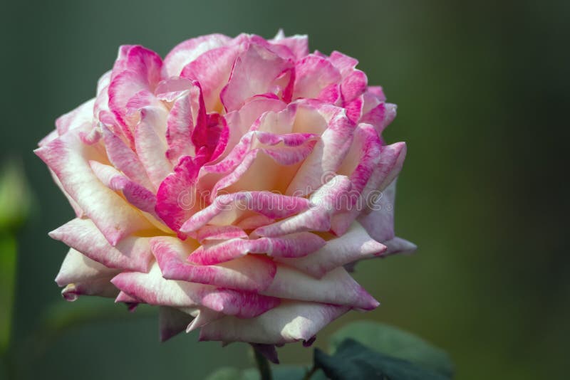 Pink Cherry Parfait Rose Stock Photos - Free & Royalty-Free Stock ...