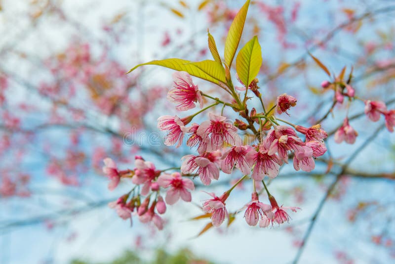 Pink Cherry or Thai Sakura Blooming during Winter at Chiang Mai Stock ...