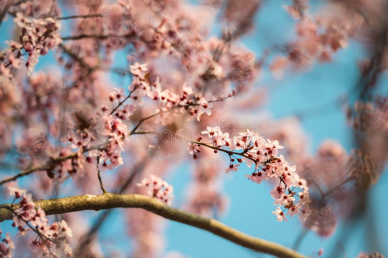 Blooming Pink Cherry Tree Branches with Sky Background Vertical Stock ...