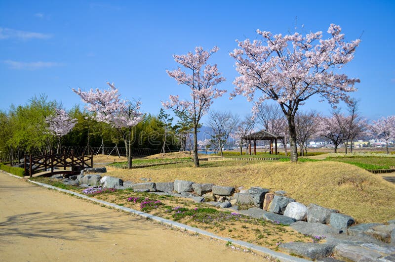 Pink Cherry Tree Blossom and Clear Blue Sky Stock Image - Image of ...
