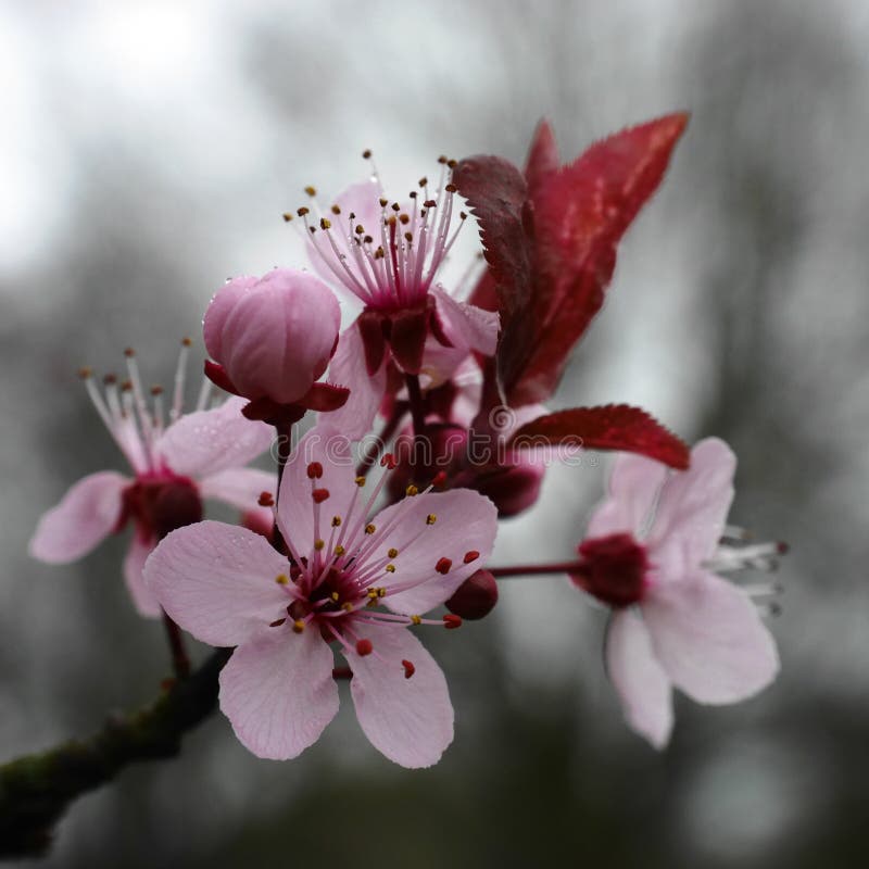 Pink Cherry Tree Blossom stock photo. Image of tree, nature - 88880156