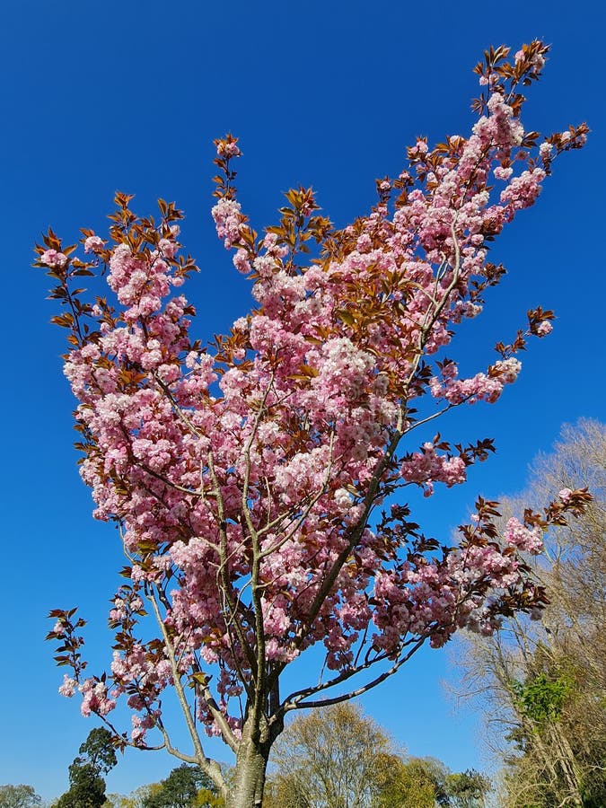 Pink Cherry Tree on a Blue Skye Background Stock Photo - Image of skye ...