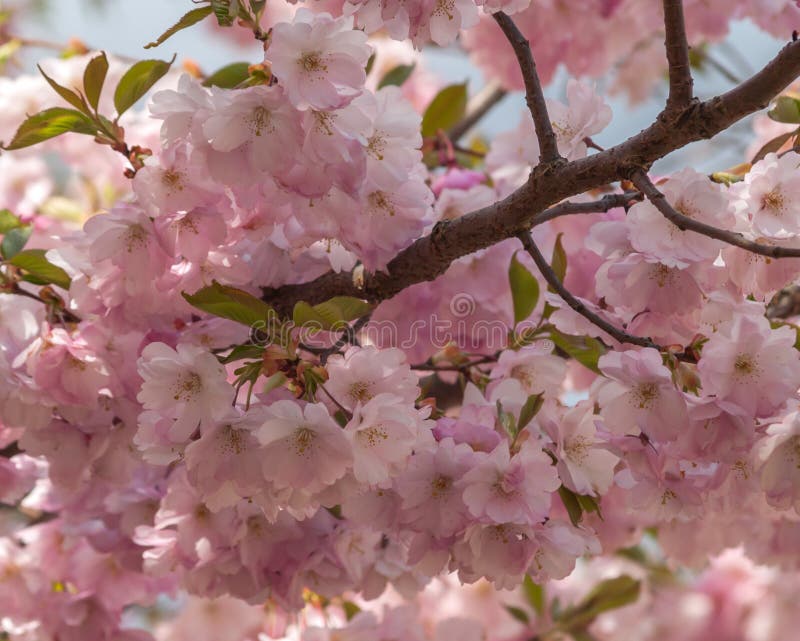 Pink Cherry Tree Branch Background . Stock Photo - Image of garden ...