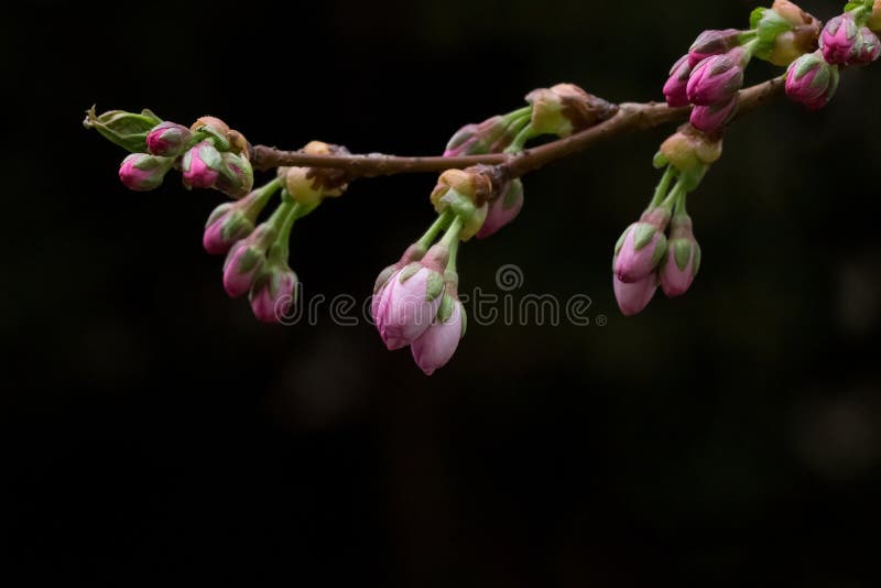 Pink Cherry Tree Branch With Dark Background Stock Photo - Image of ...