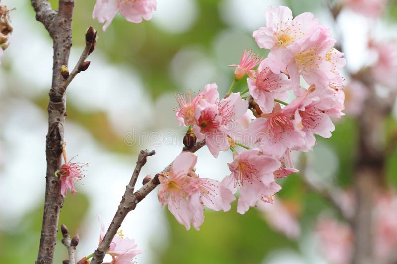 Pink Cherry Tree in Full Blossom Stock Photo - Image of beauty, japan ...